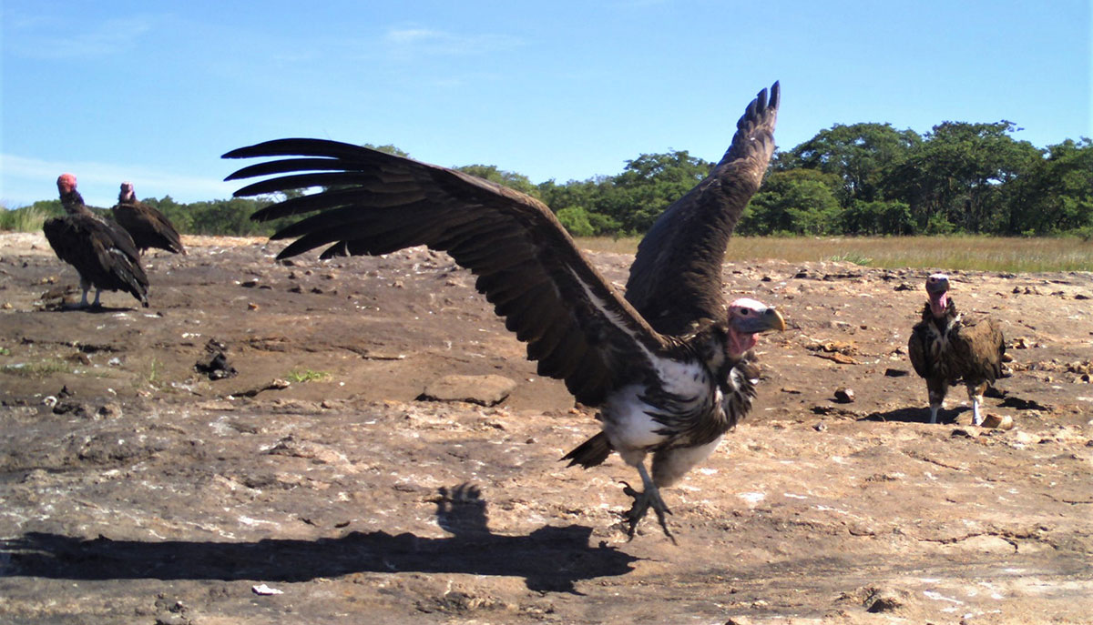 The Shangani Sanctuary Vulture Restaurant - What’s good for the vulture ...