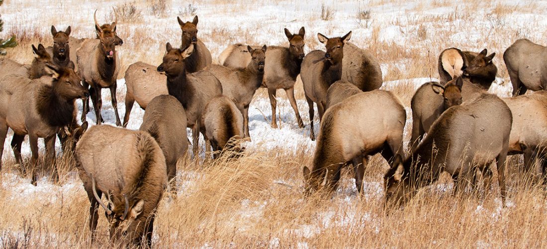 The Yellowstone Bison Range War - As the Old West collides with the New ...
