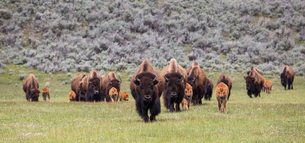 The Yellowstone Bison Range War - As the Old West collides with the New ...