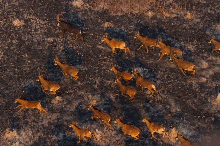 The Latest on Angola’s Giant Sable - Conservation Frontlines