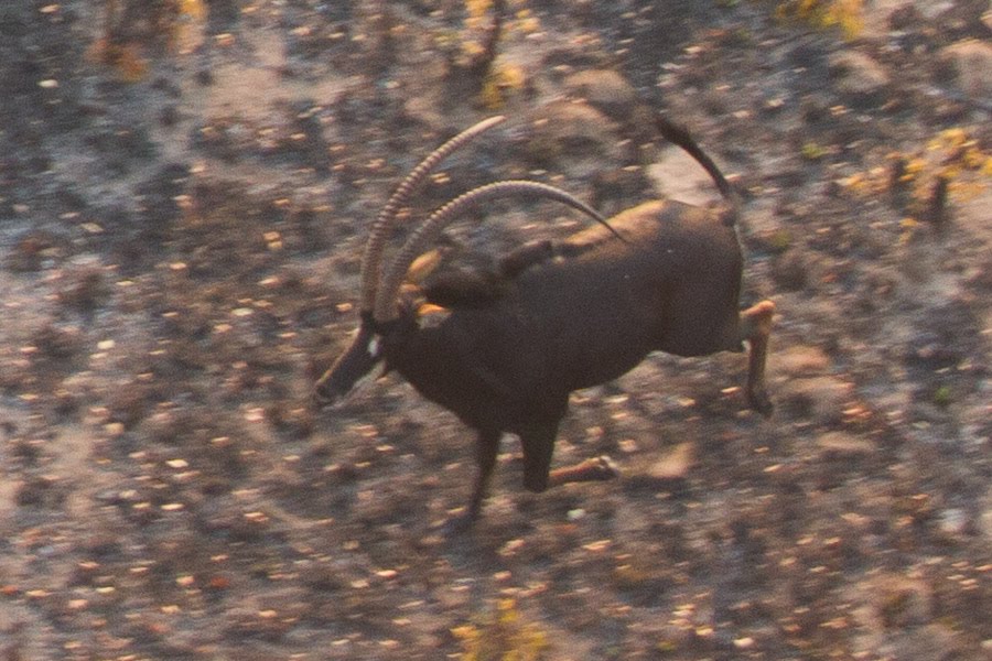 The Latest on Angola’s Giant Sable - Conservation Frontlines