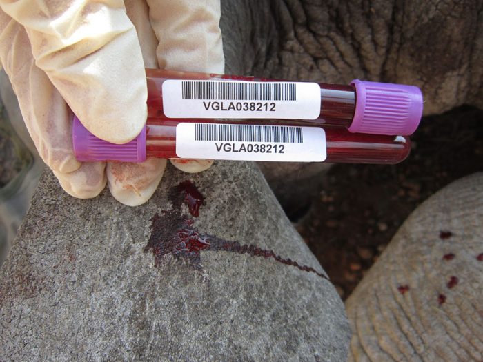 Namibia’s Black Rhino Custodianship Program - Conservation Frontlines