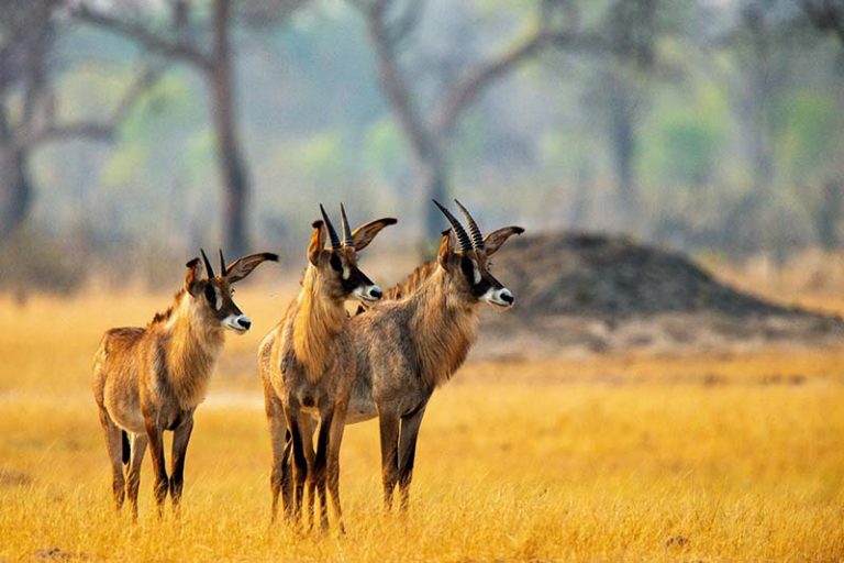 Conservation Challenges for the Roan Antelope - Conservation Frontlines