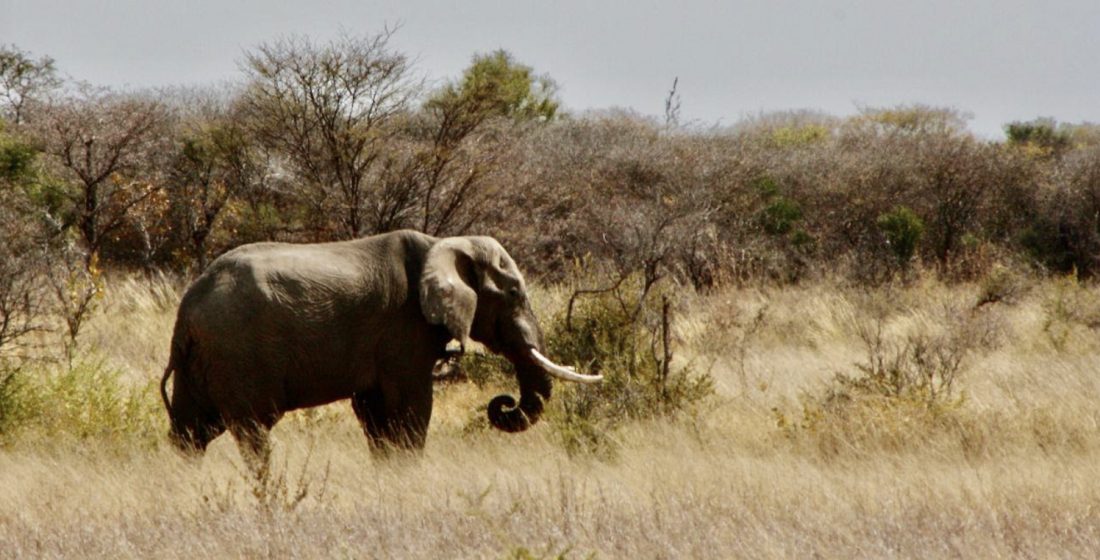 Trophy Hunting – A Complex Picture - Conservation Frontlines