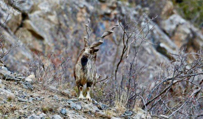 A Central Asia Conservation Initiative from the Wild Sheep Foundation ...