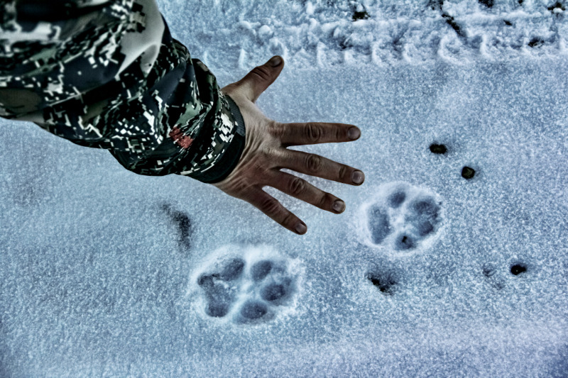 Human Relationships with Wildlife in Tajikistan and Kyrgyzstan ...