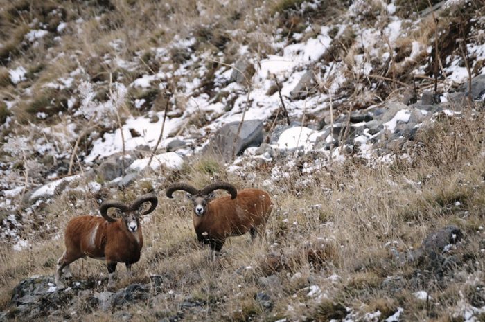The Wild Goats and Sheep of the Caucasus – Conservation in these remote ...