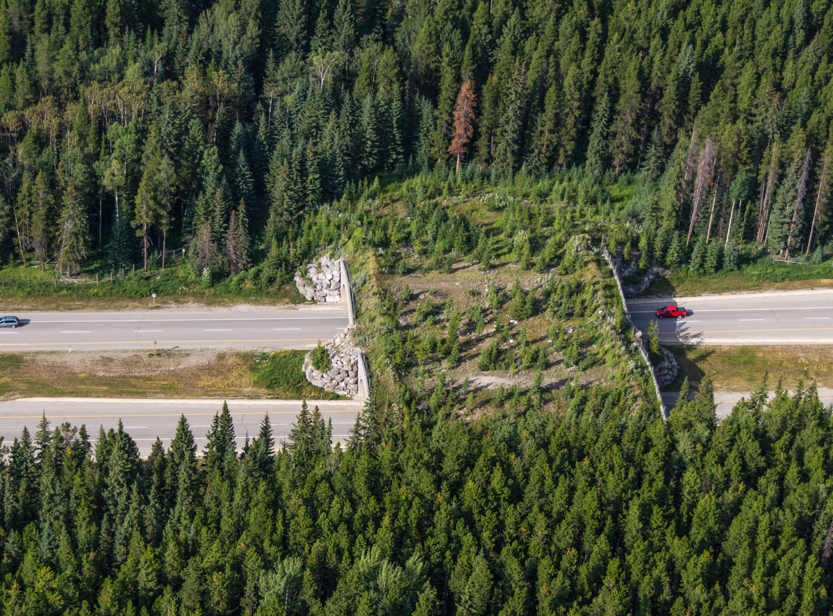 Wildlife Crossings - Conservation Frontlines