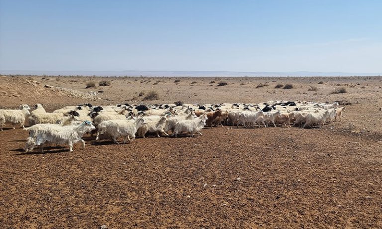 To Save the World’s Rarest Bear - Conservation Frontlines