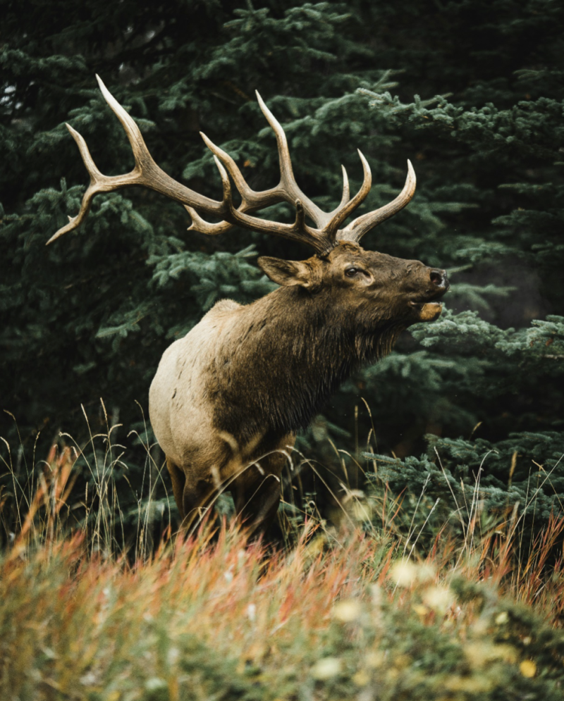 Why do Elk ‘Bugle?’ - Conservation Frontlines