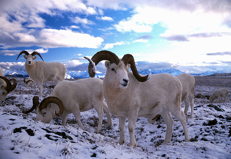 The Tough Choices of Saving Wildlife - Conservation Frontlines