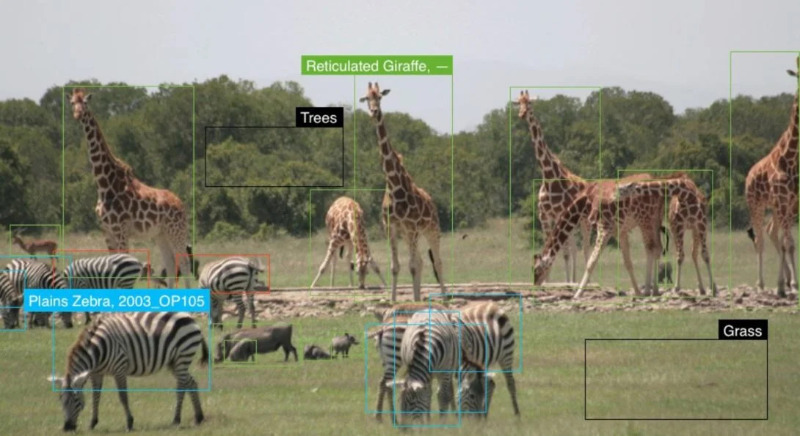 AI in wildlife conservation - Conservation Frontlines
