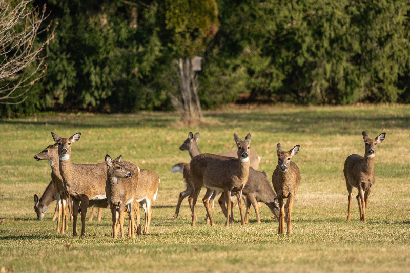 When Management is Too Successful: A Michigan Case Study - Conservation ...