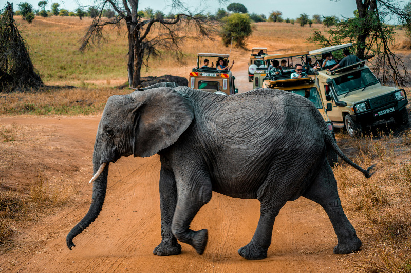 Ecotourism: Photography and Hunting in Namibia - Conservation Frontlines