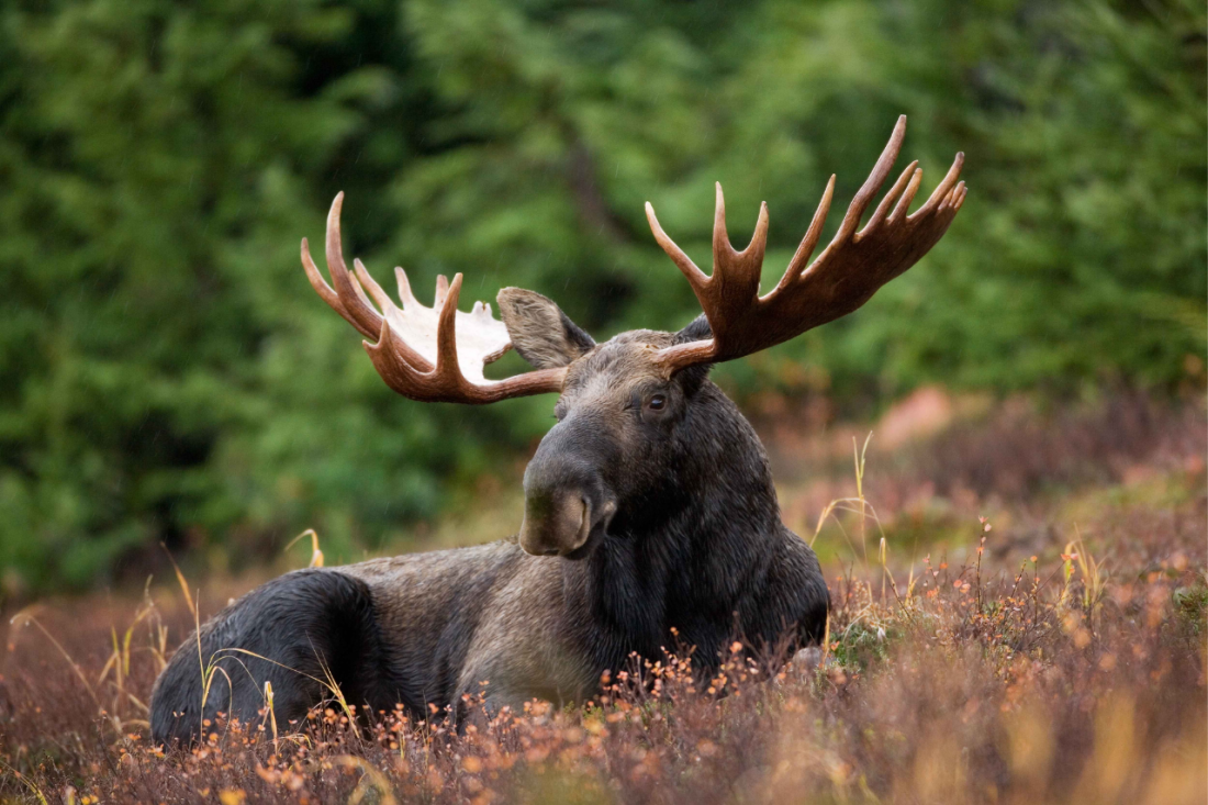 Rewilding the UK: Bringing Back the Elk - Conservation Frontlines